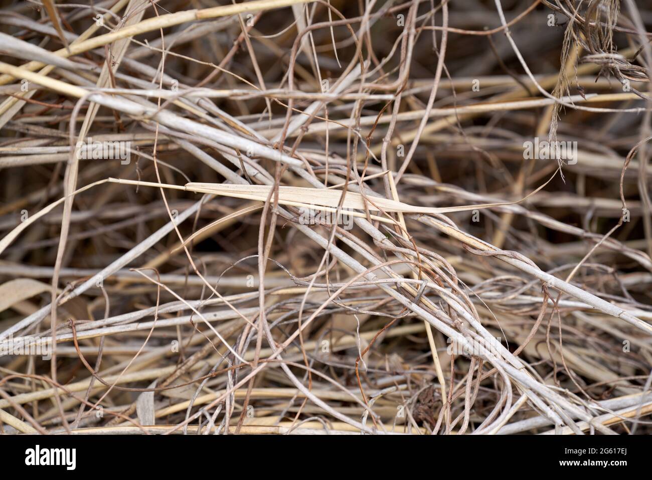 Organic and mineral structure of plants and soil containing humus in ...