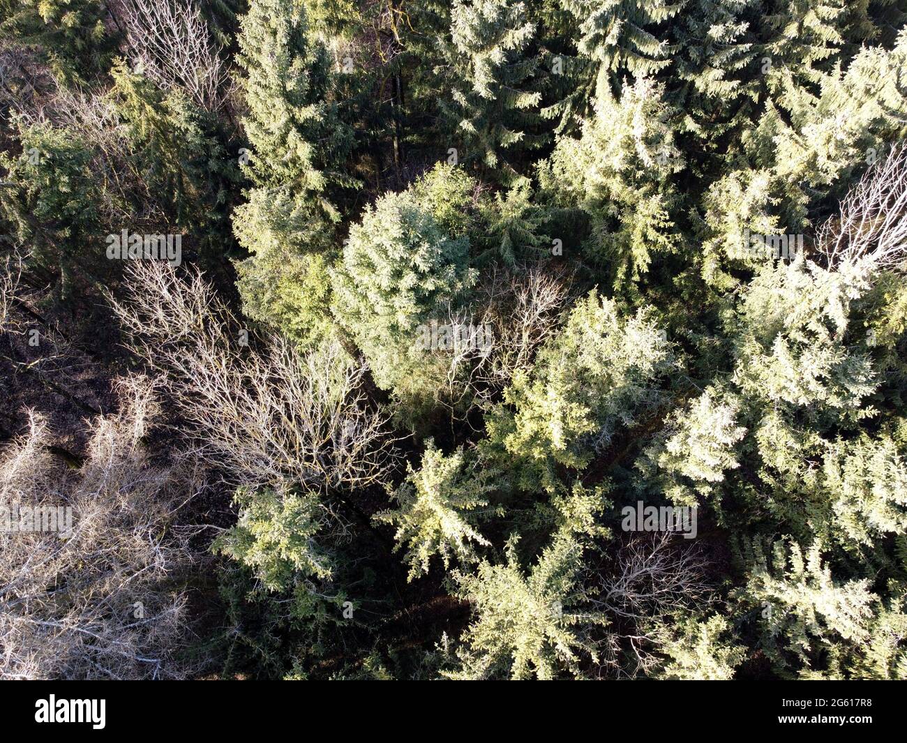 Organic and mineral structure of plants and soil containing humus in ...