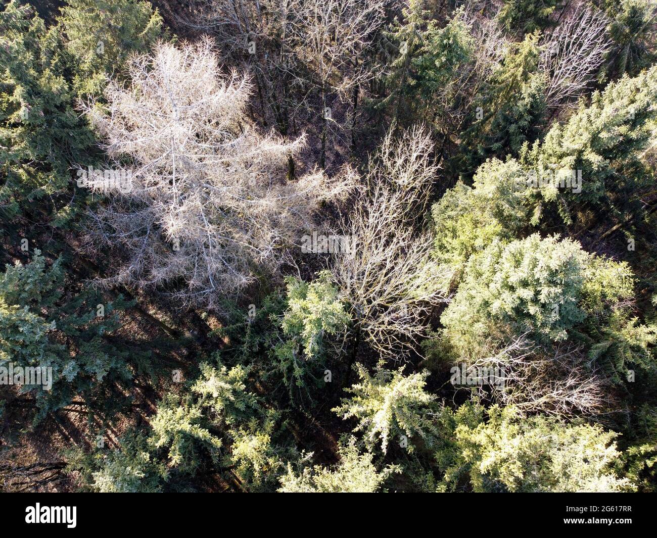 Organic and mineral structure of plants and soil containing humus in ...
