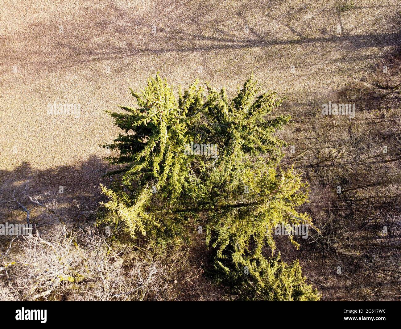 Organic and mineral structure of plants and soil containing humus in ...