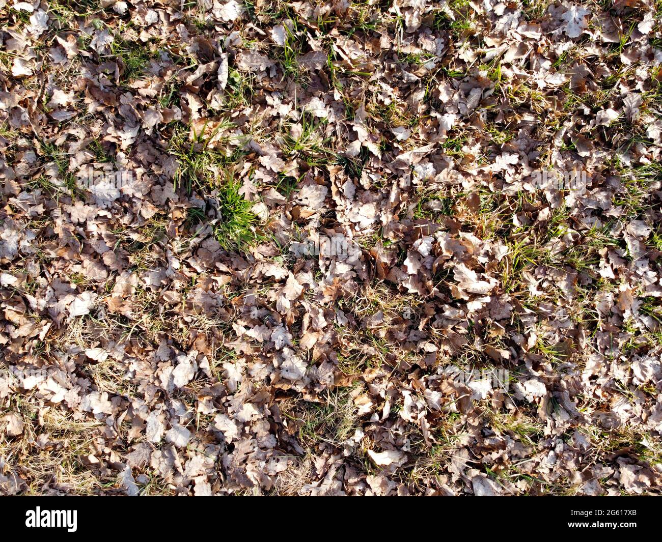 Organic and mineral structure of plants and soil containing humus in ...