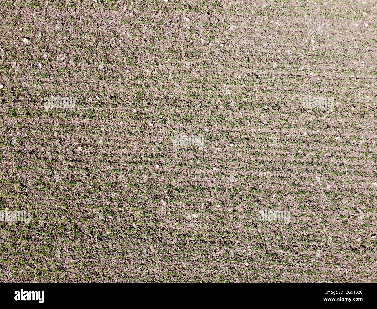 Organic and mineral structure of plants and soil containing humus in ...