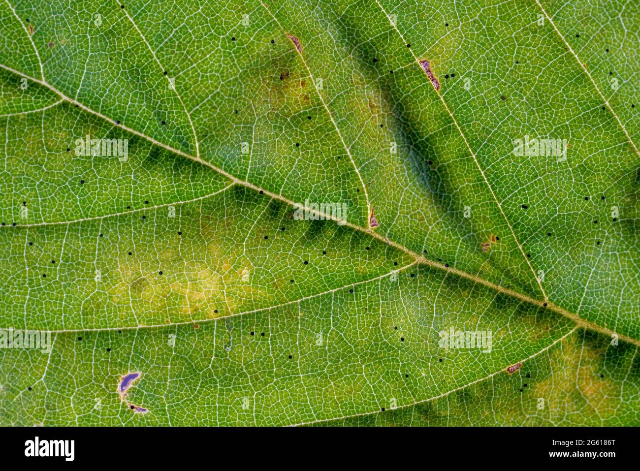 Organic and mineral structure of plants and soil containing humus in ...