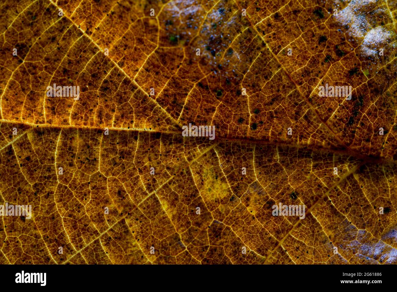 Organic and mineral structure of plants and soil containing humus in ...