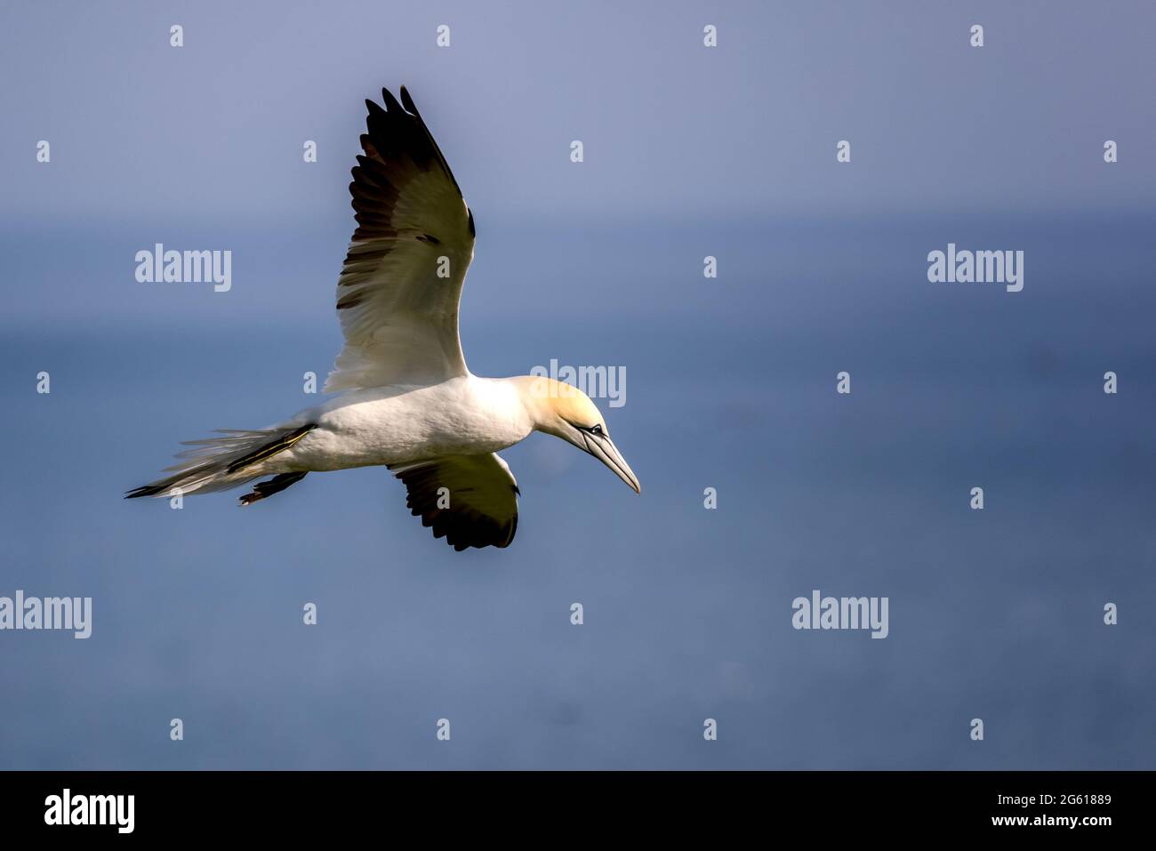 RSPB Bempton Cliffs Stock Photo - Alamy