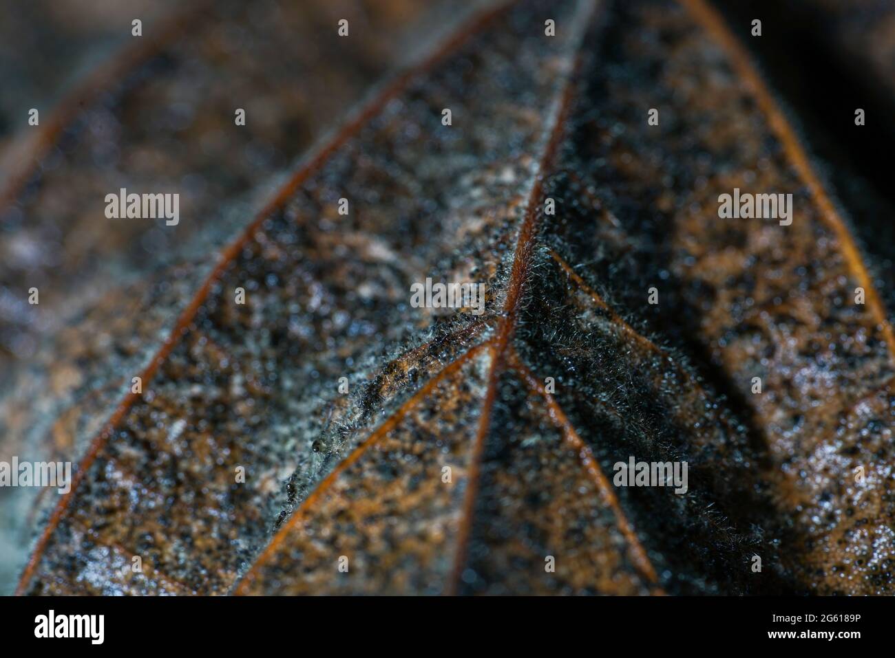 Organic and mineral structure of plants and soil containing humus in ...
