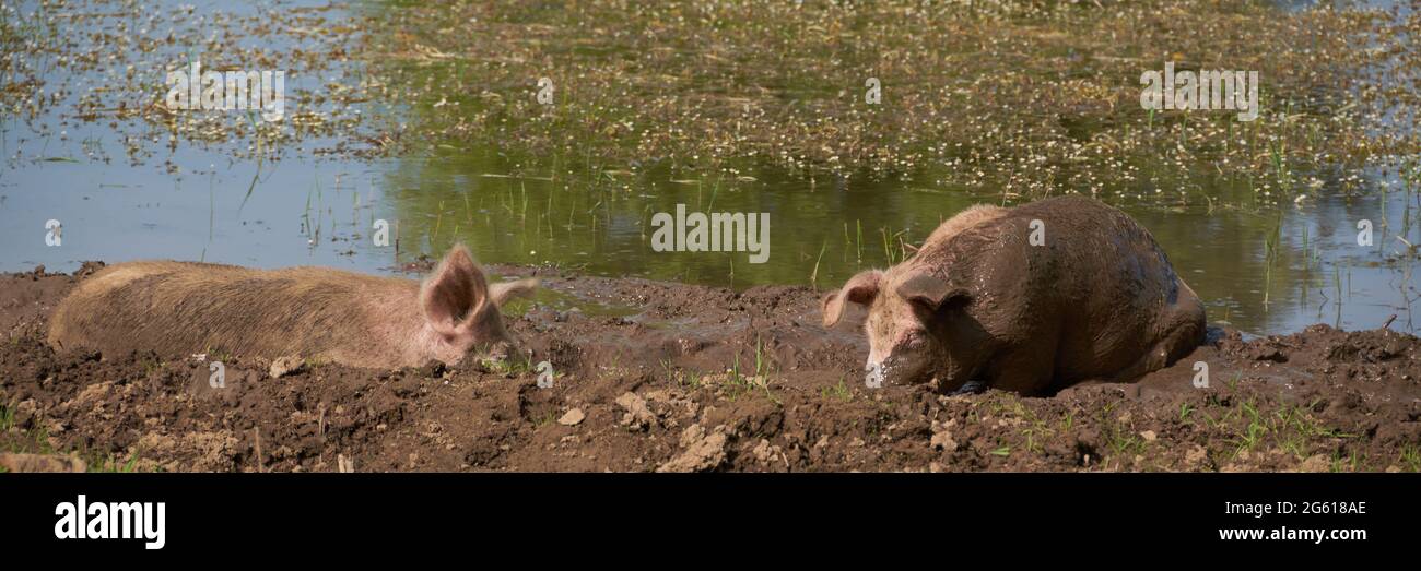 Pigs bathing in the mud Stock Photo - Alamy