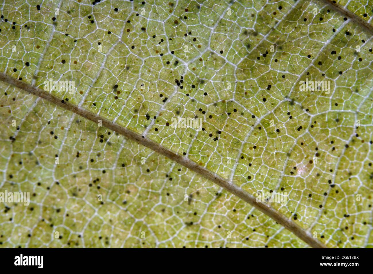 Organic and mineral structure of plants and soil containing humus in ...