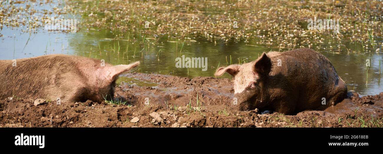 Livestock mud muddy messy hi-res stock photography and images - Alamy