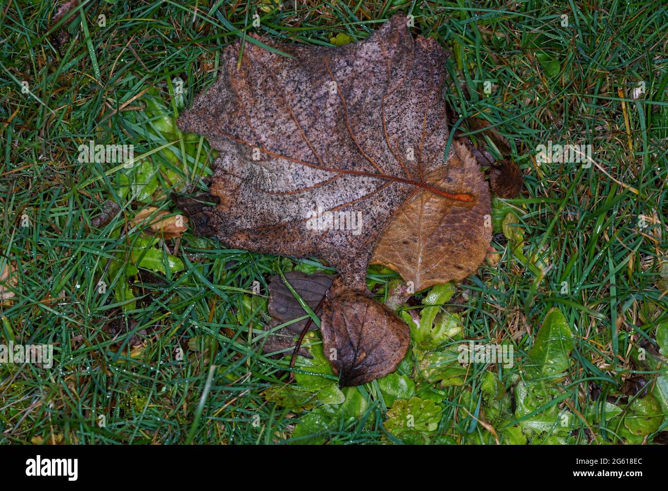 Organic and mineral structure of plants and soil containing humus in ...