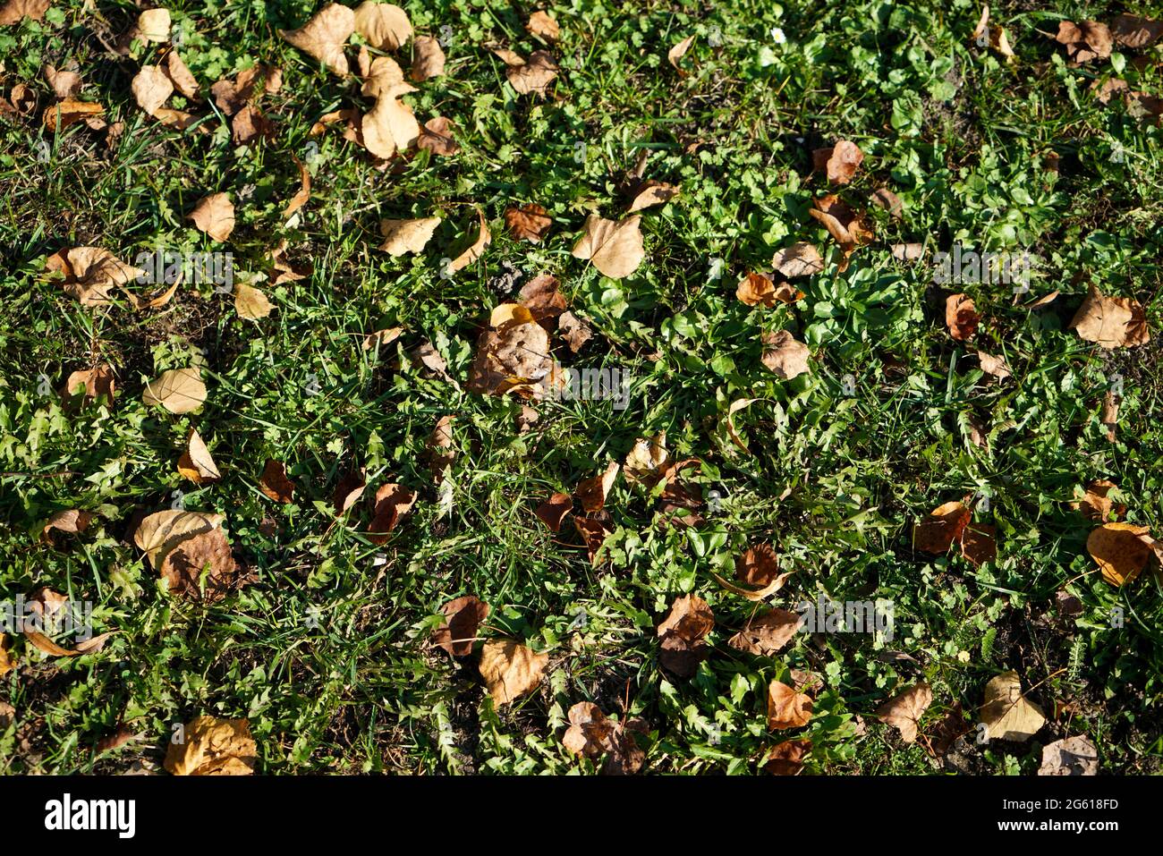 Organic and mineral structure of plants and soil containing humus in ...