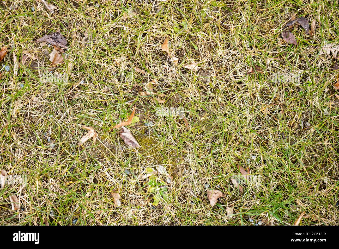 Organic and mineral structure of plants and soil containing humus in ...