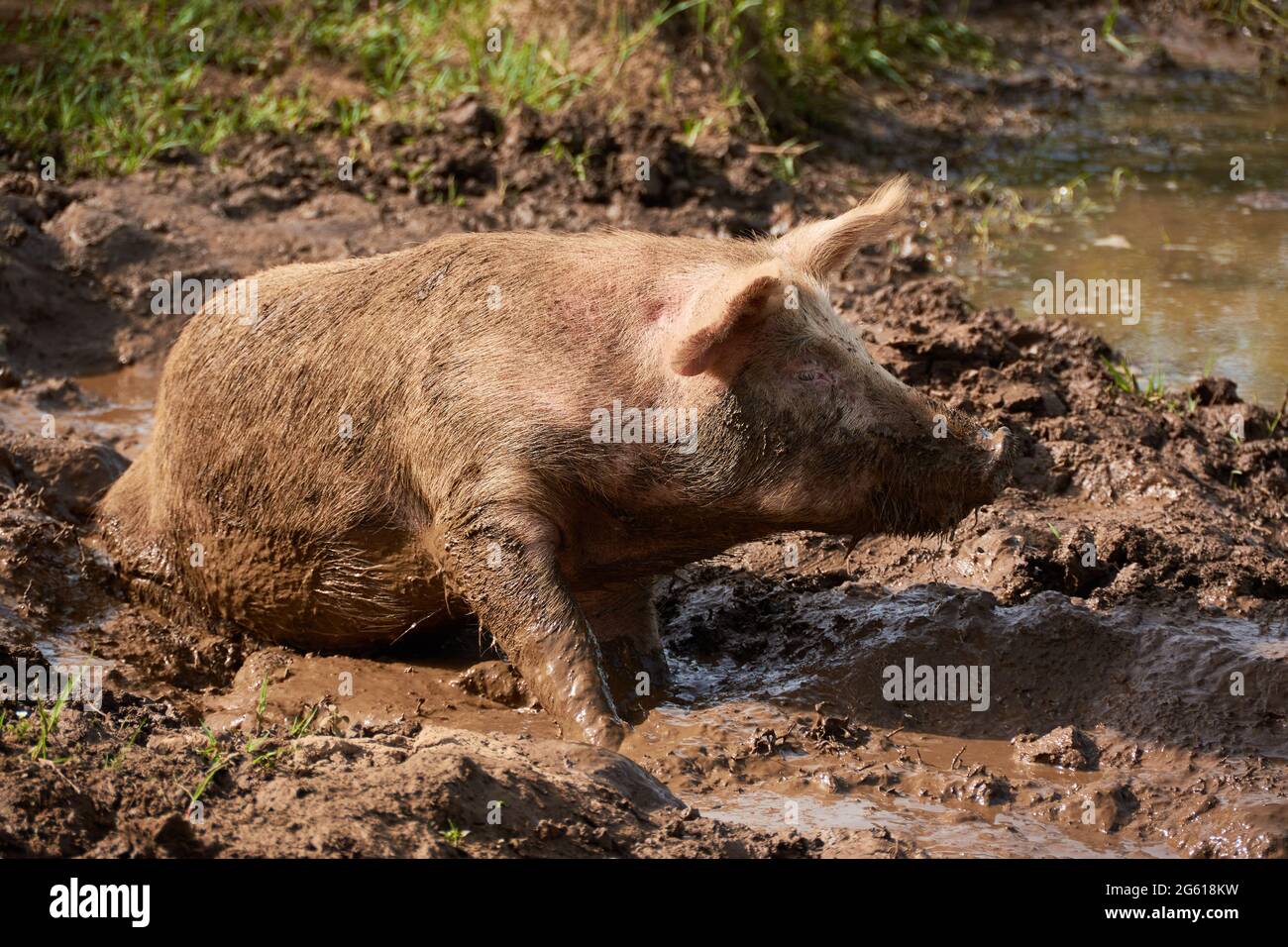 Pig bathing in the mud Stock Photo - Alamy