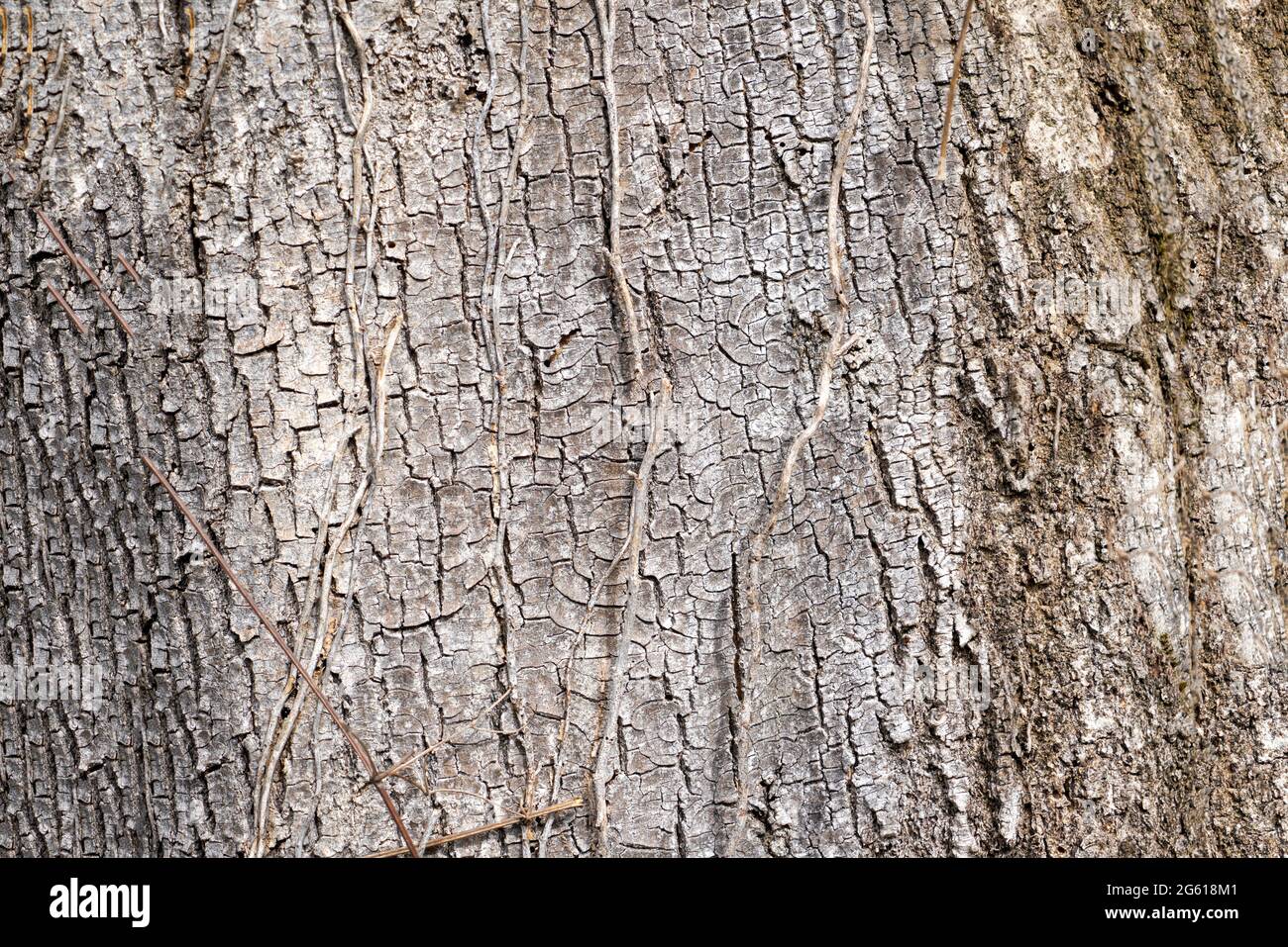 Organic and mineral structure of plants and soil containing humus in ...