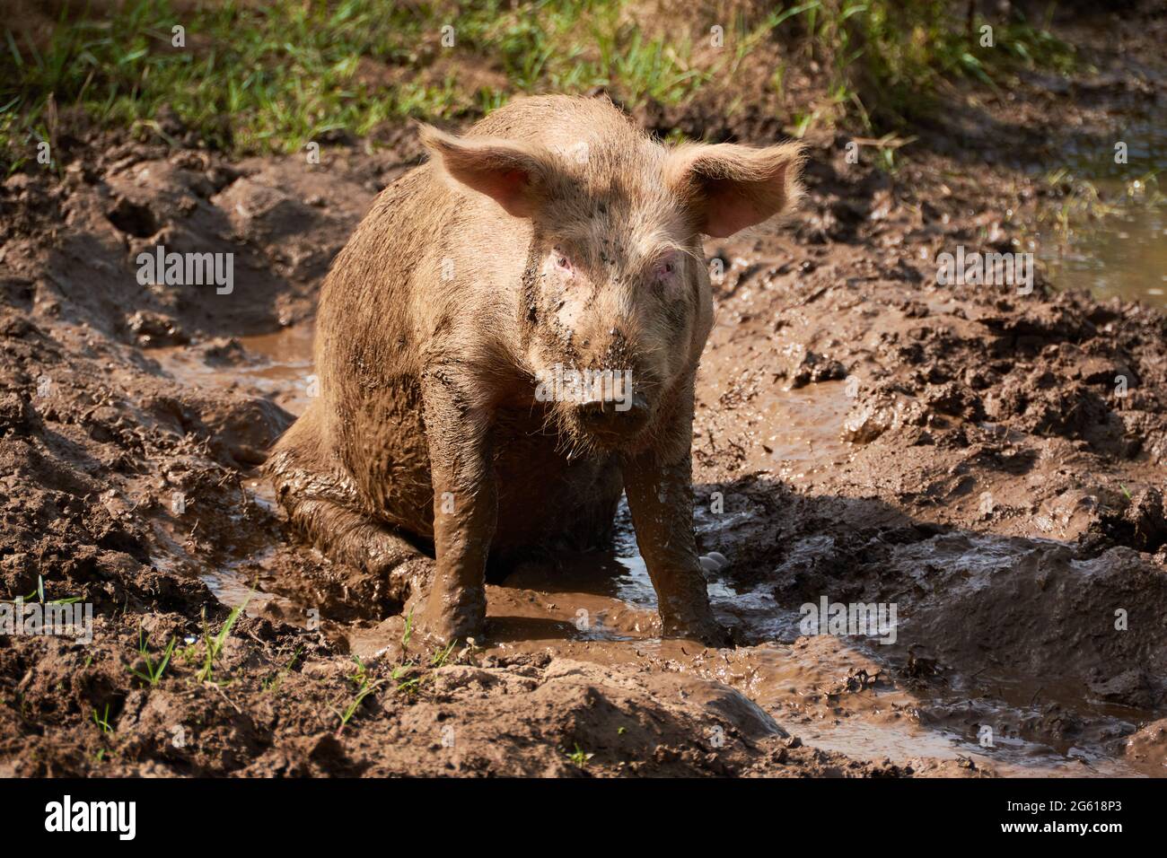 Pig bathing in the mud Stock Photo - Alamy