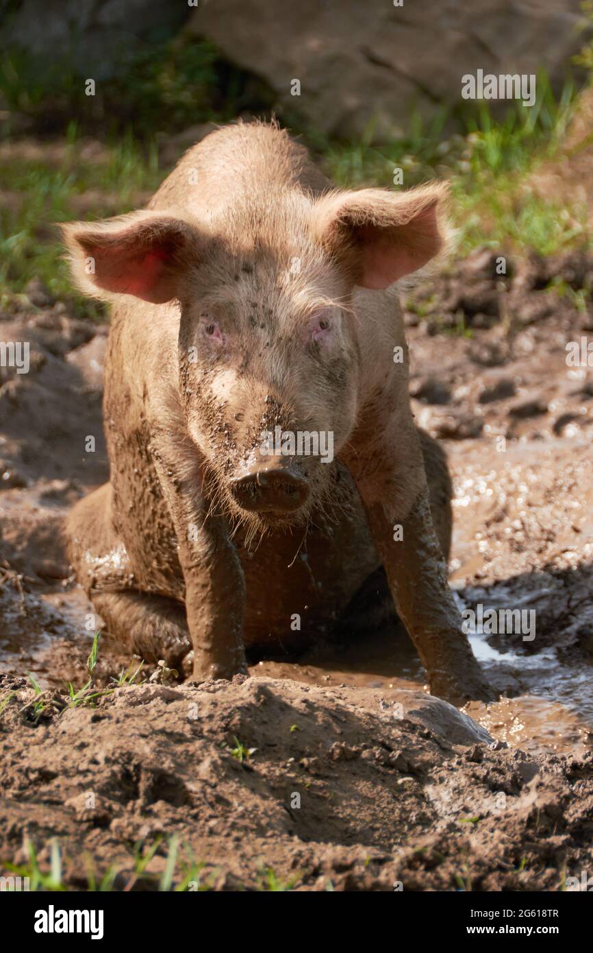 Pig bathing in the mud Stock Photo - Alamy