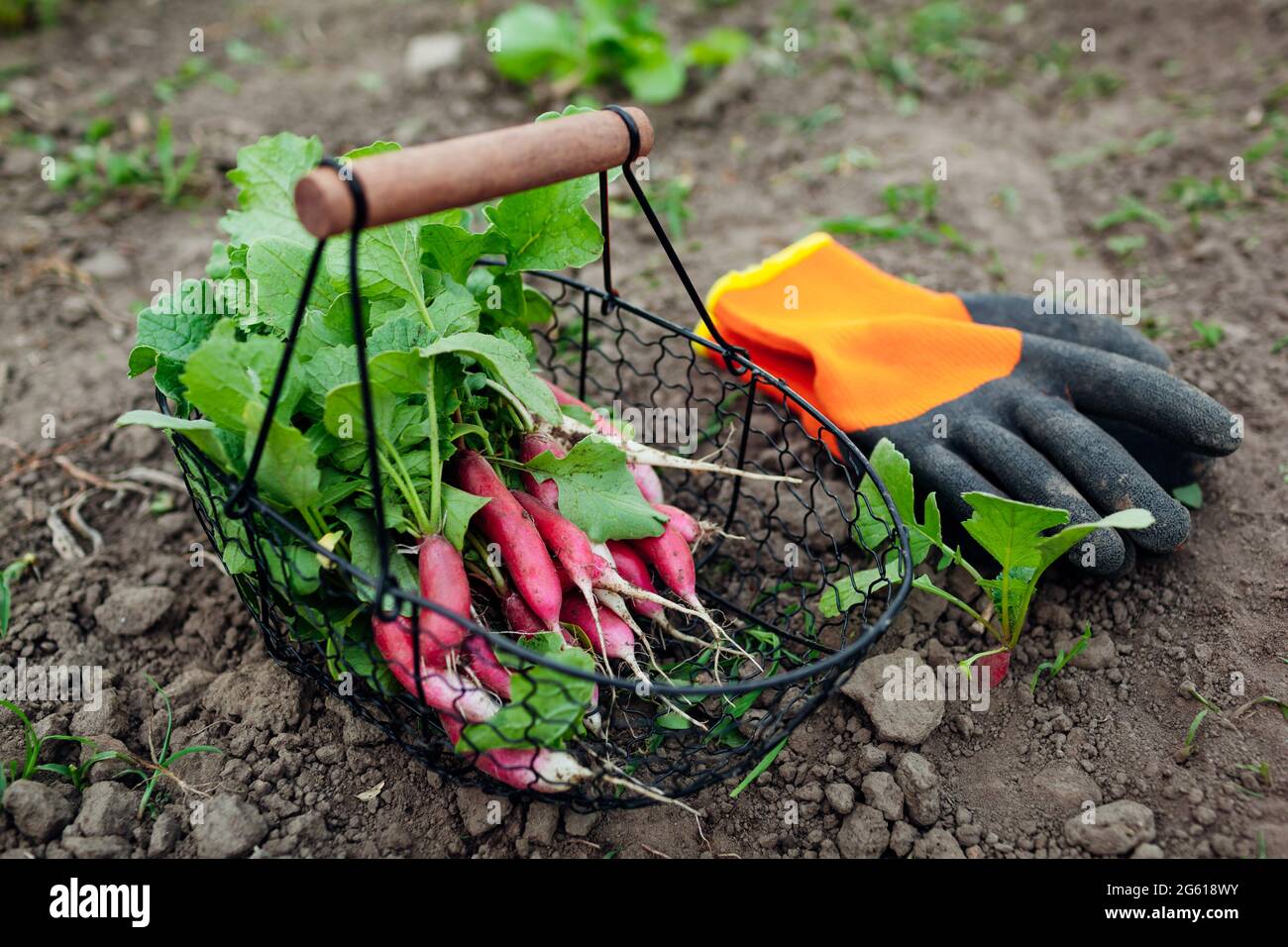 Radish harvested in metal basket. Long red and white root crops picked ...