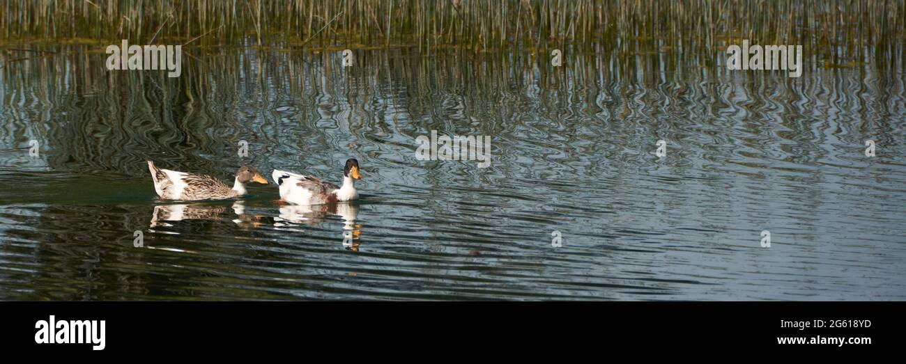 Two ducks swimming together in the stream Stock Photo - Alamy