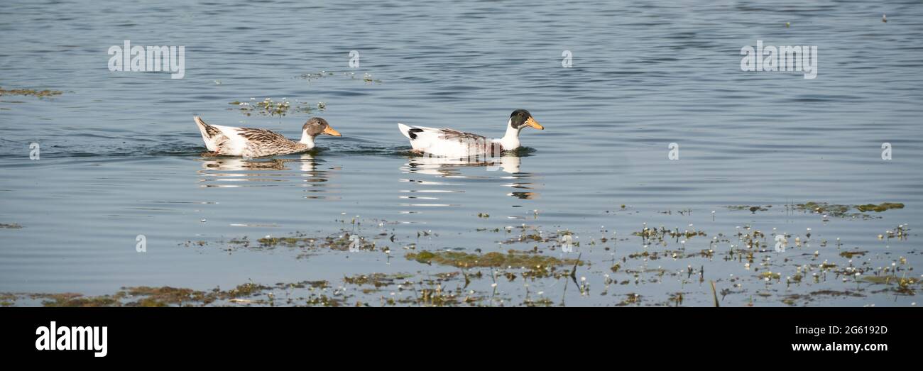 Two ducks swimming together in the stream Stock Photo - Alamy
