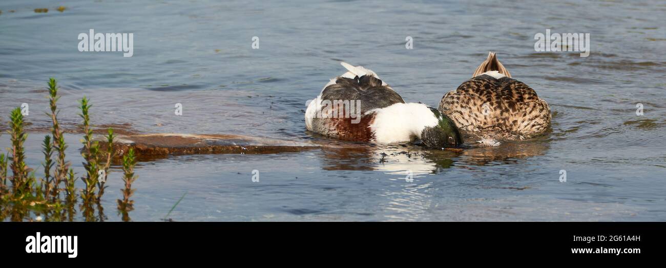 Two ducks swimming together in the stream Stock Photo - Alamy
