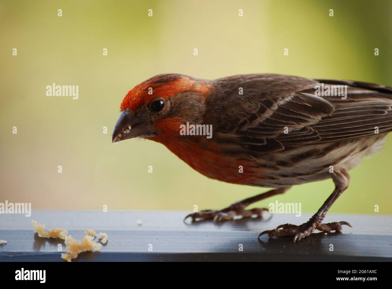 Cute little bird eating bread crumbs on a rail Stock Photo - Alamy