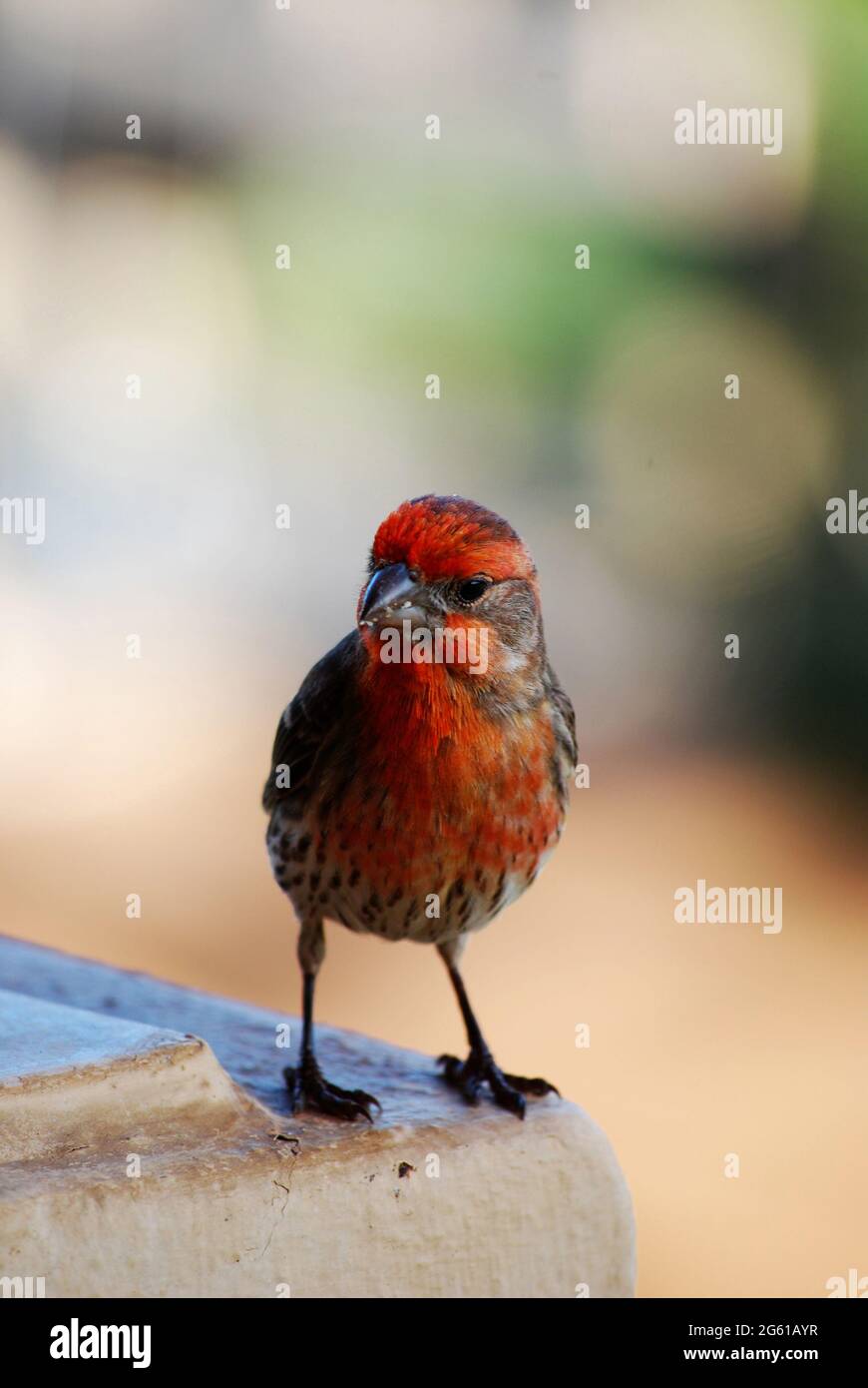 Cute little red bird standing around Stock Photo - Alamy