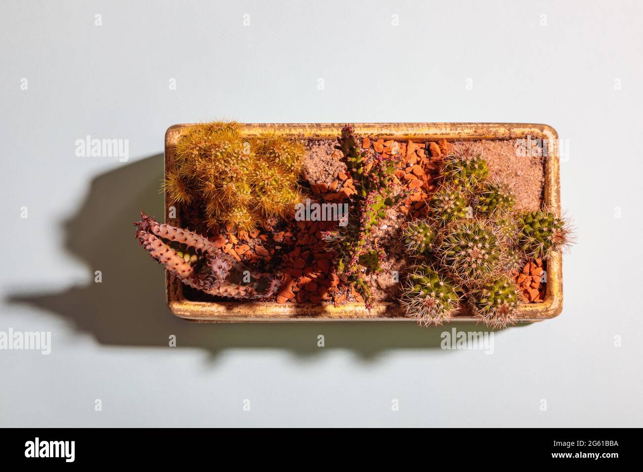 Flora composition from flowers hi-res stock photography and images - Alamy