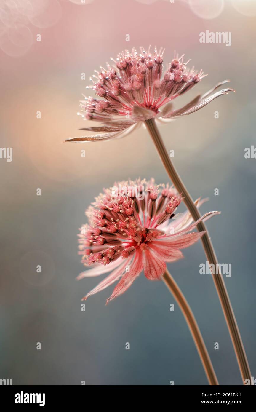Astrantia Major Flowers High Resolution Stock Photography and Images ...