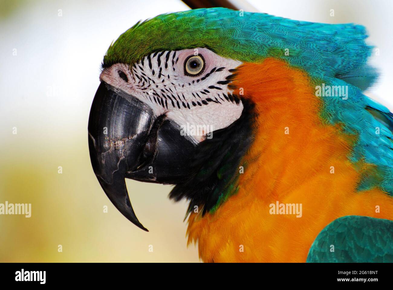 Beautiful colorful macaw with a hooked beak in Maui Stock Photo - Alamy