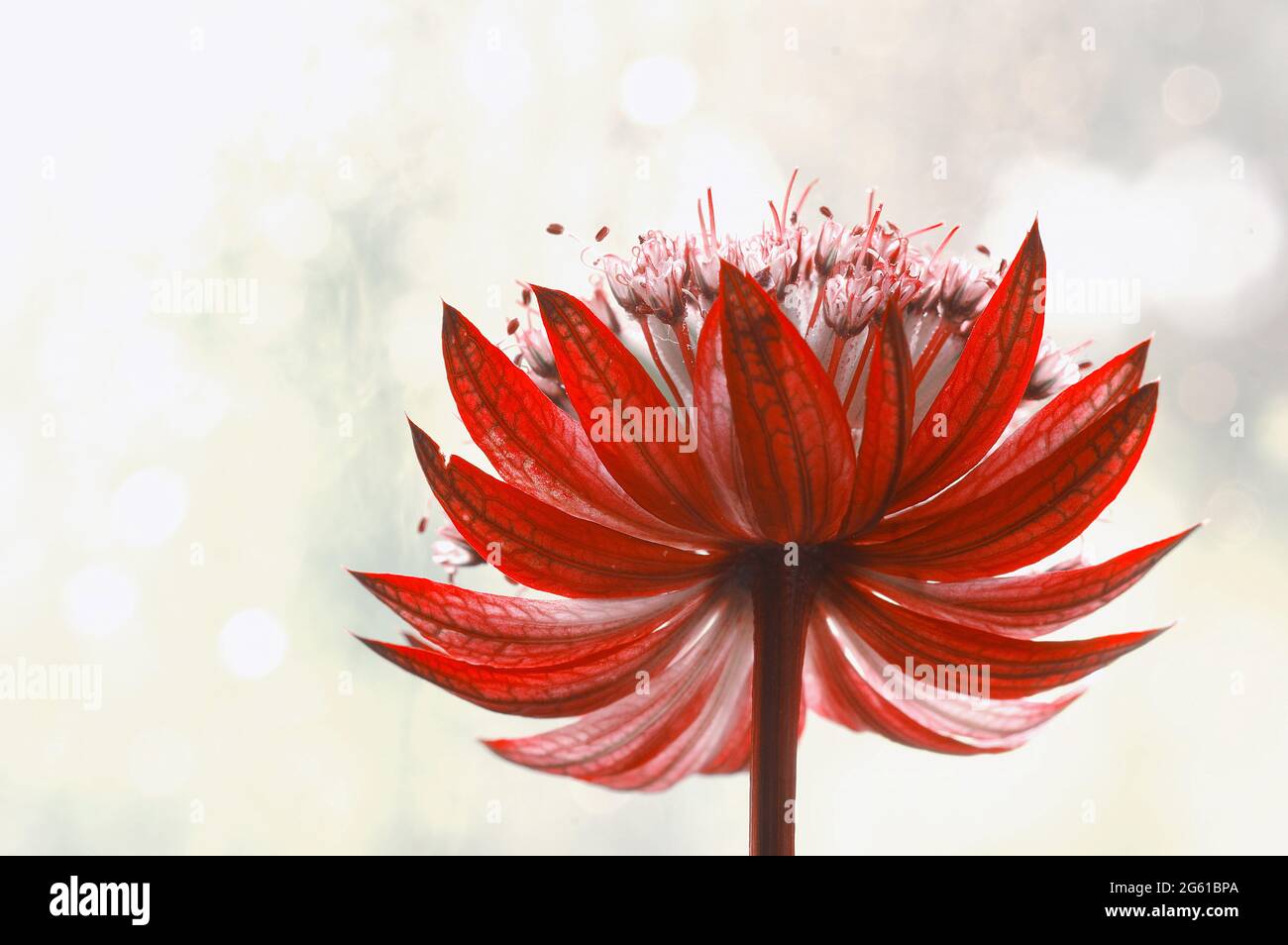Star Like Flowers High Resolution Stock Photography and Images - Alamy