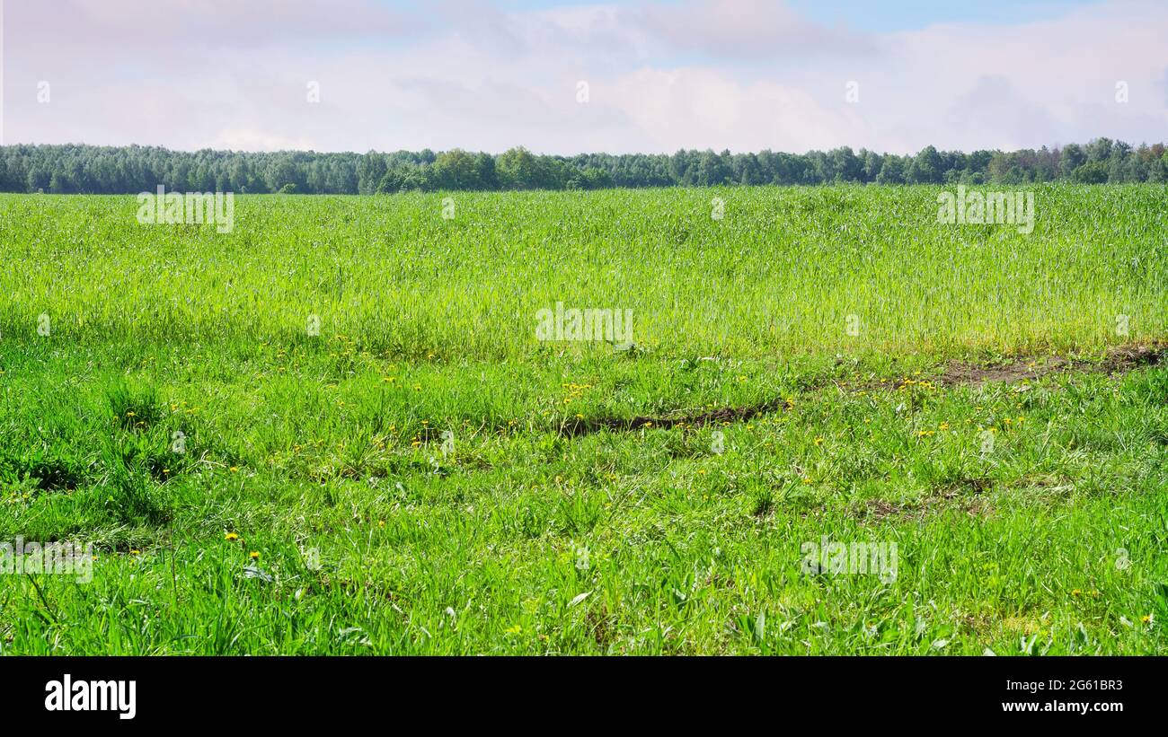 Grain field with forest hi-res stock photography and images - Alamy