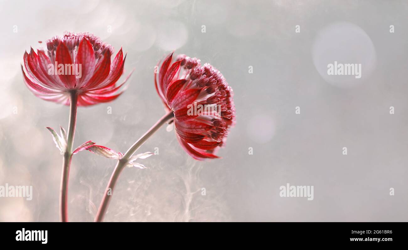 Star fire flowers hi-res stock photography and images - Alamy