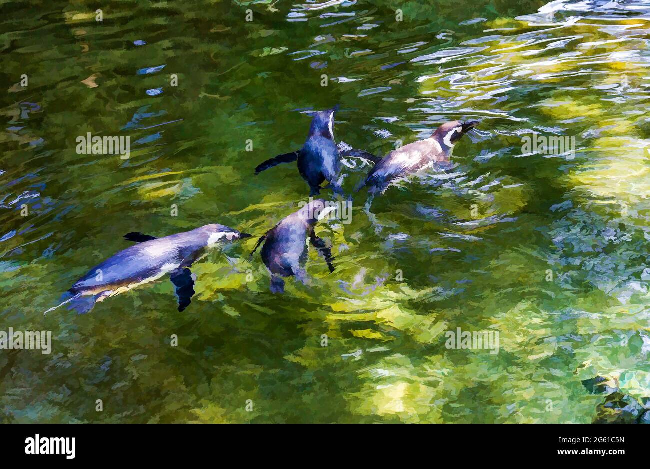 Penguins swim in a pool in Tacoma, Washington Stock Photo - Alamy