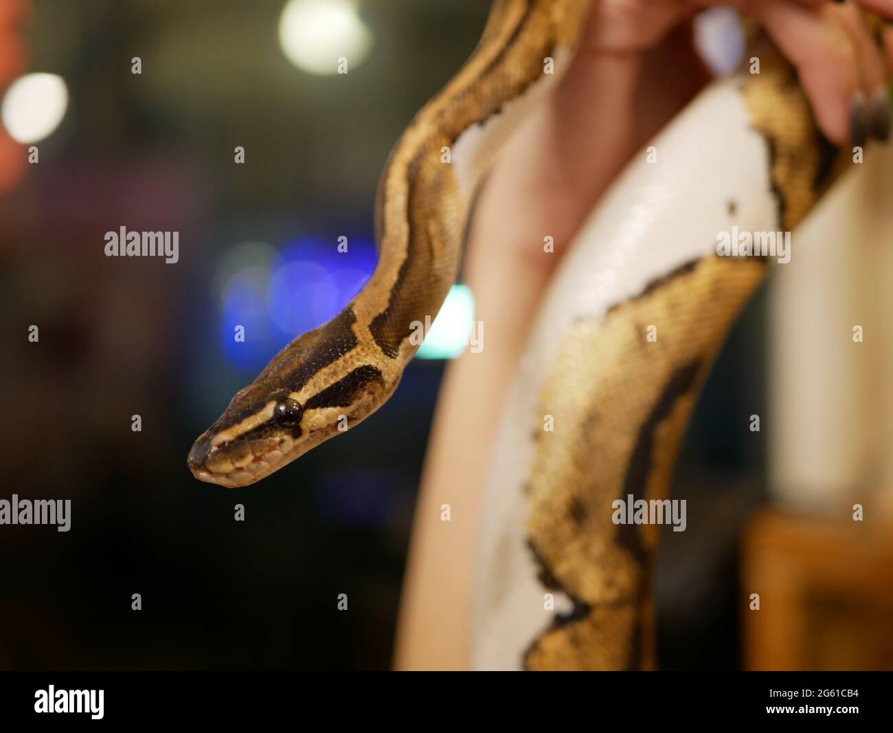 Reptile snake python ball hi-res stock photography and images - Alamy