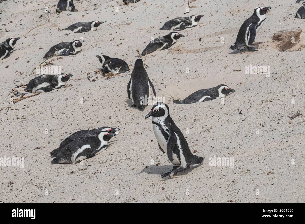 African penguins or Jackass penguins on the sand dune of Boulder Beach ...