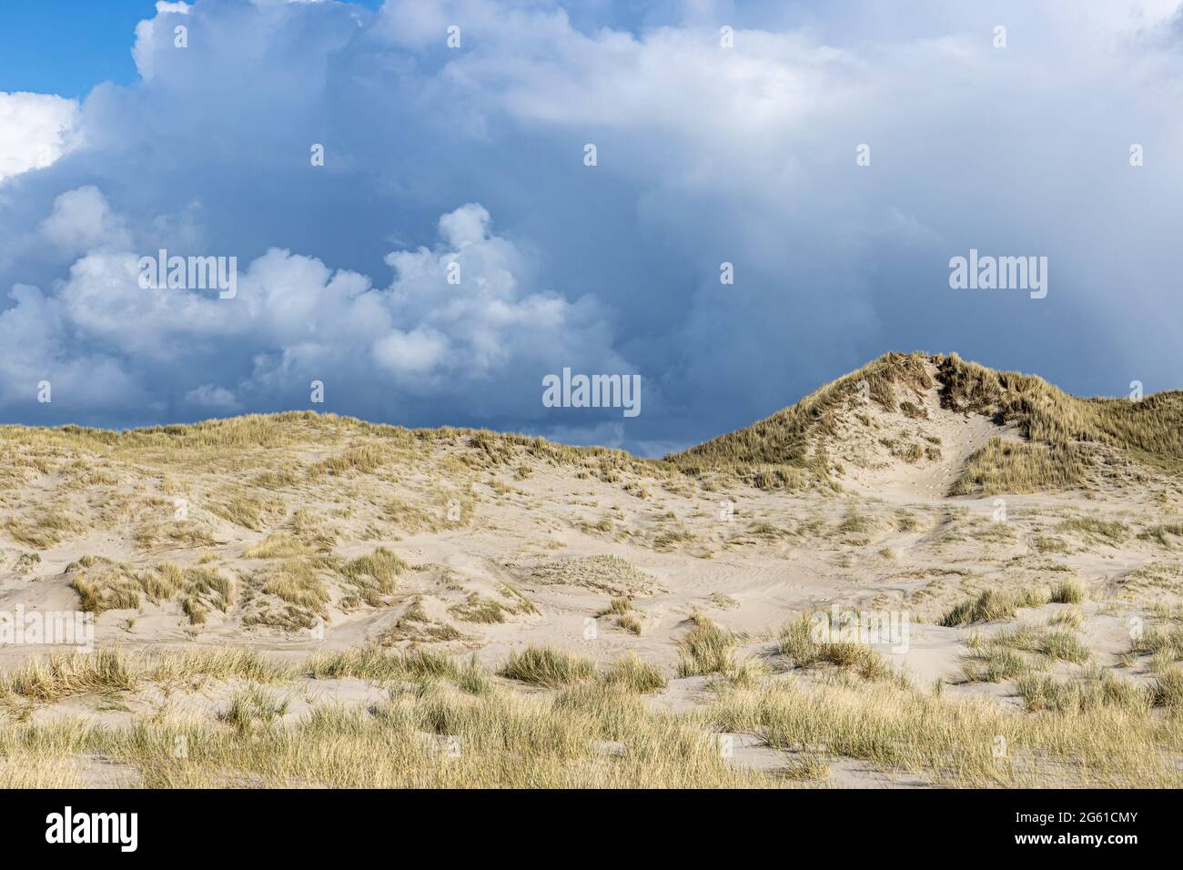Coastal dune with small hills, wild grass on Camperduin beach, abundant ...