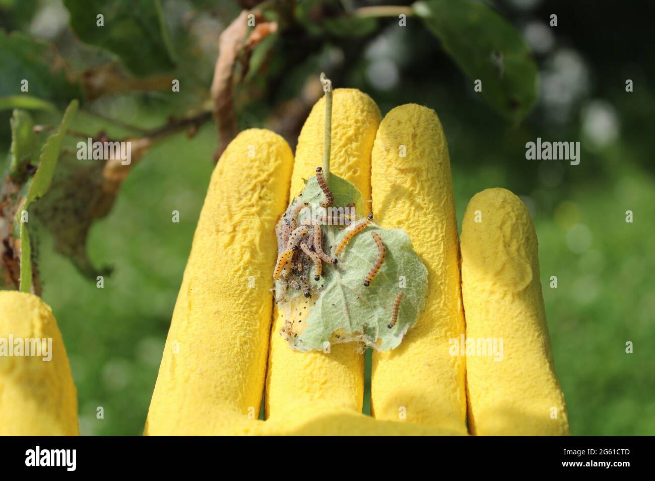 Ermines hi-res stock photography and images - Alamy