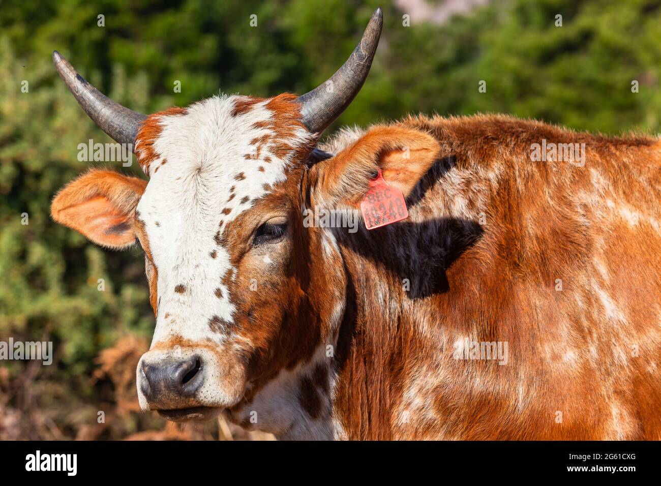 Rural mountain farm with young cattle cow nguni head portrait Stock ...