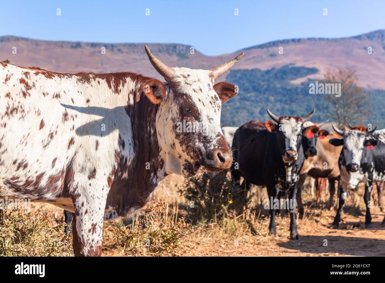 Rural mountain farm with young cattle cow nguni head portrait Stock ...