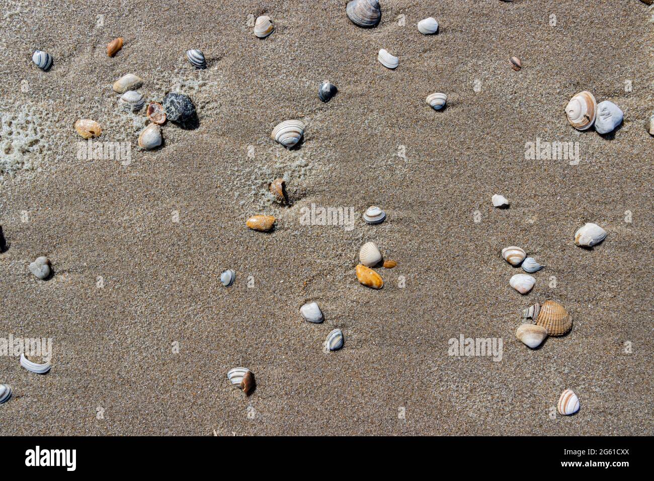 Beach shore with small shells scattered on wet brown sand, sunny spring ...
