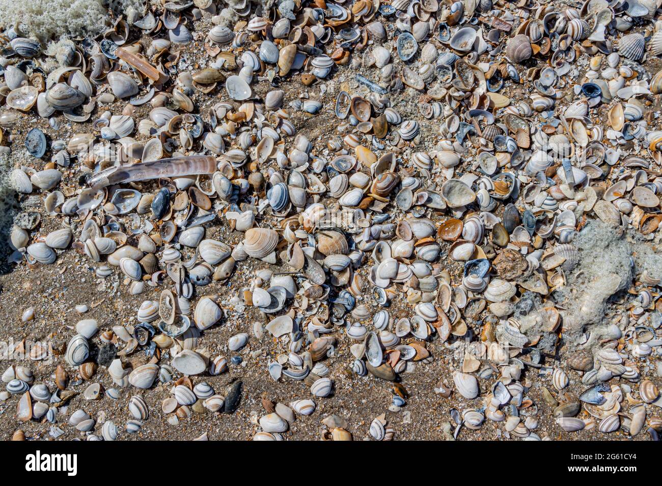 Beach with small warm colored shells, gray, brown, yellow, white and ...