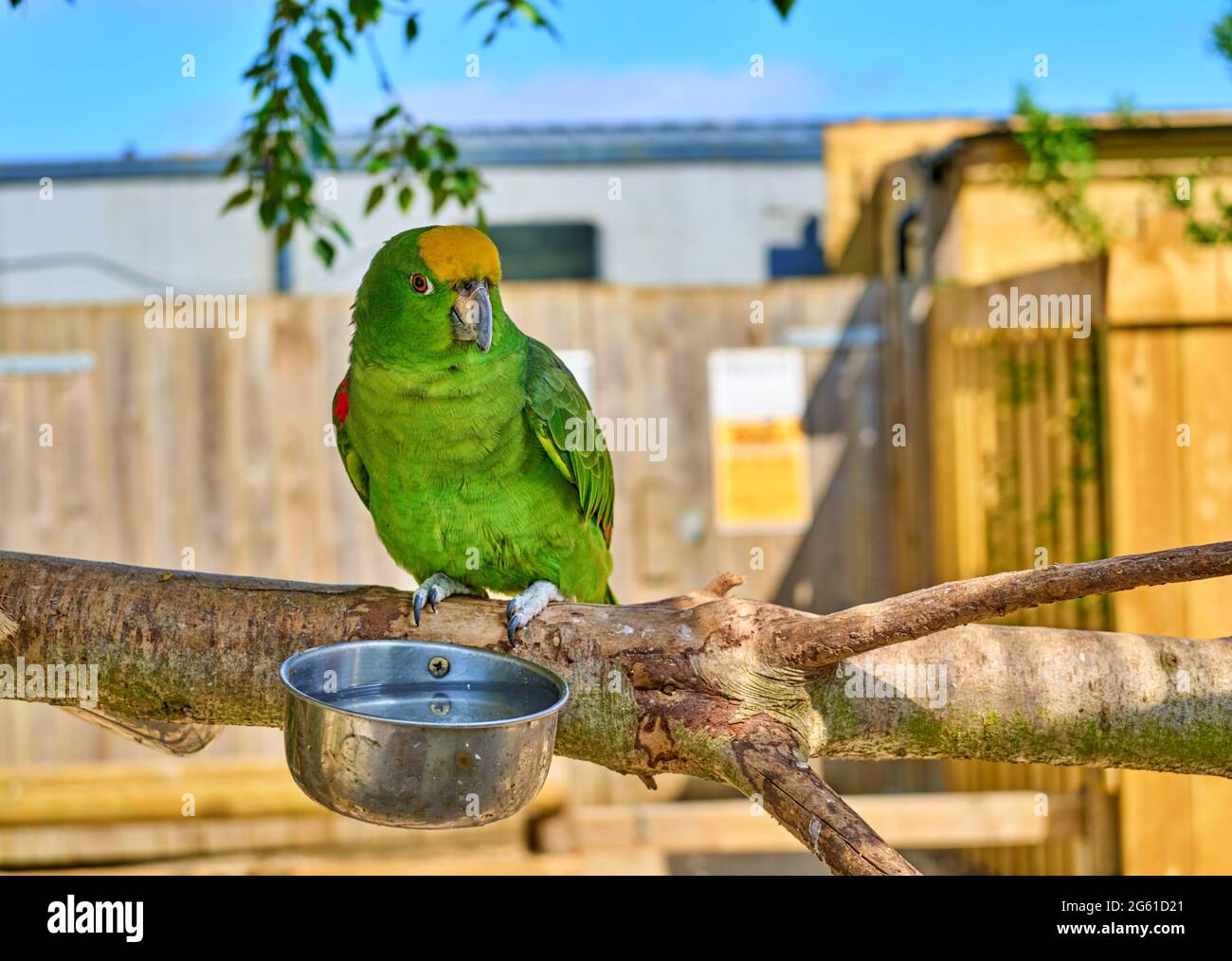 Tropical Green Parrot Sitting above a water tray Stock Photo - Alamy