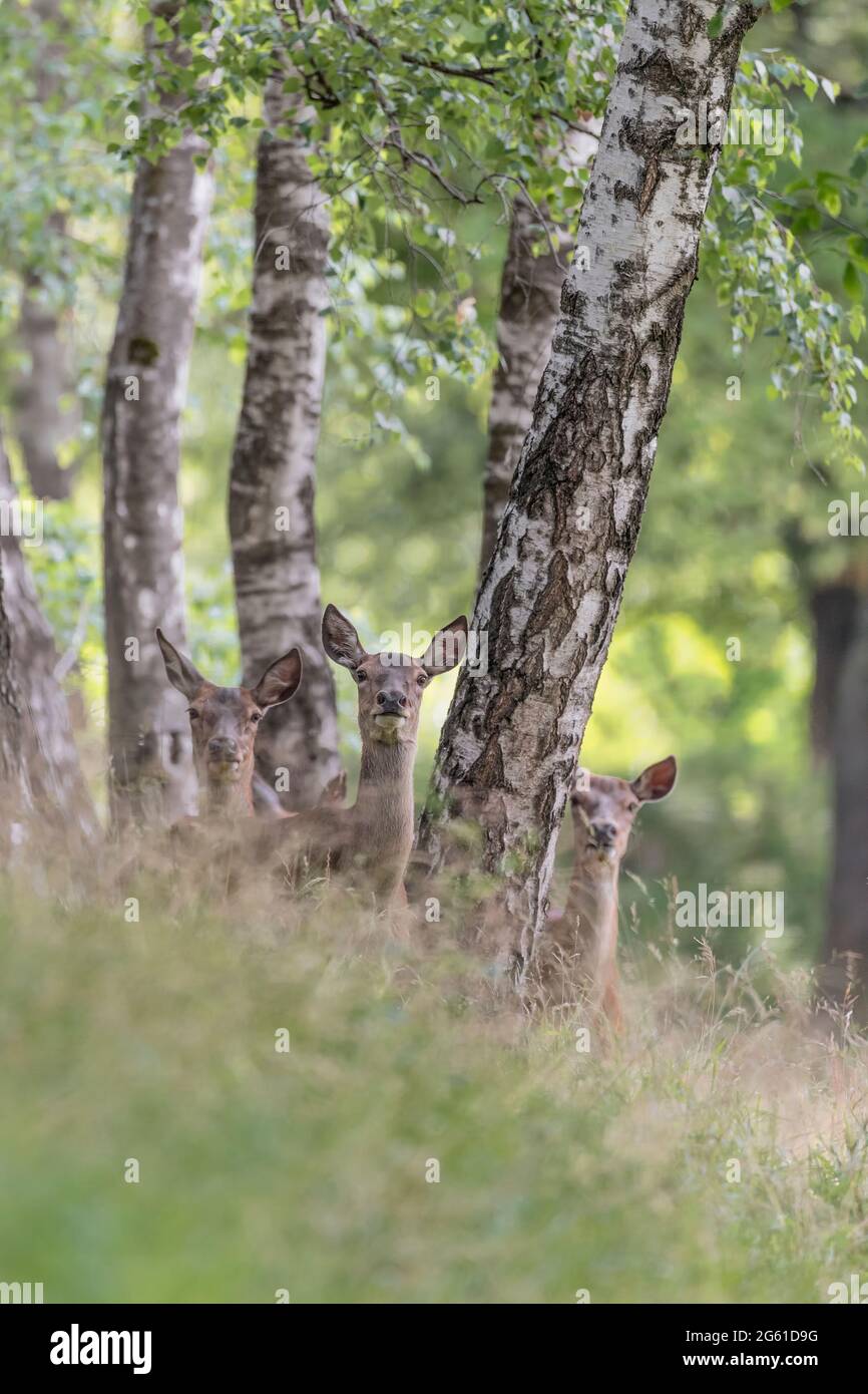 Deer group vertical hi-res stock photography and images - Alamy
