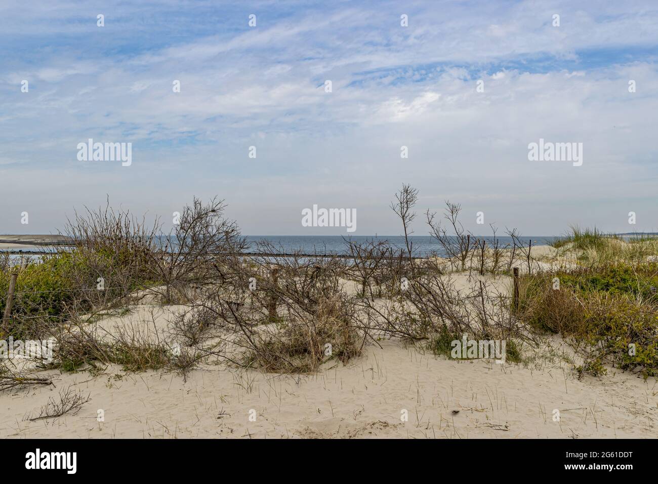 Coastal sand dunes with wild plants with the sea in the background ...