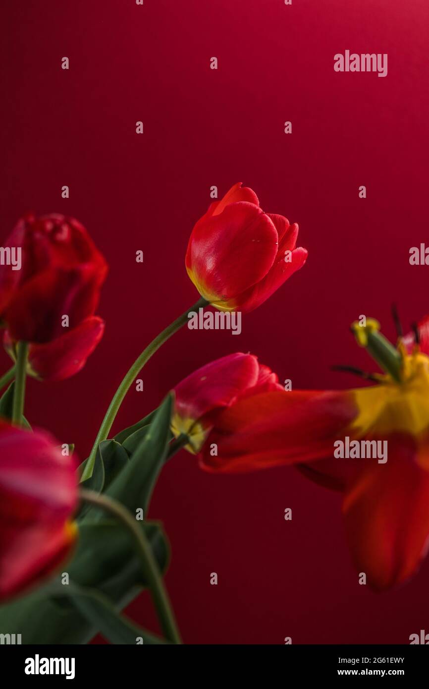 Abstract blurred background - red tulips on a darck, background in back ...