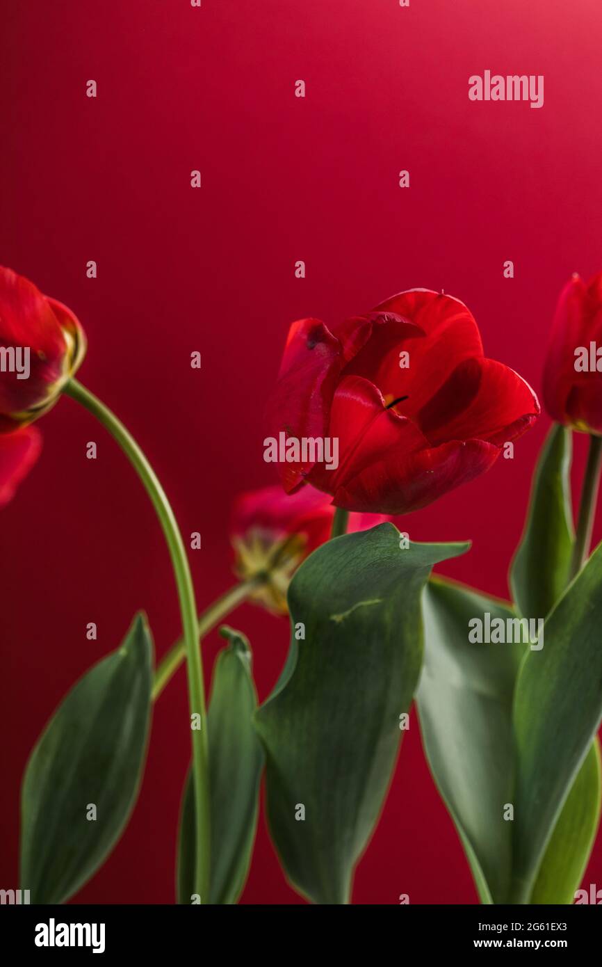 Abstract blurred background - red tulips on a darck, background in back ...