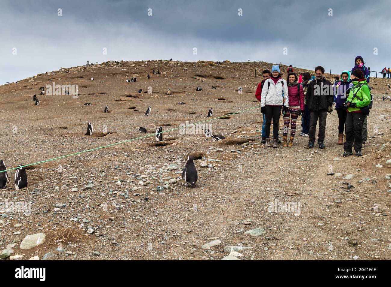 ISLA MAGDALENA, CHILE - MARCH 4, 2015: Tourists watch Magellan Penguins ...