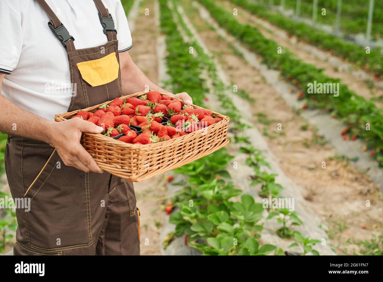 Close up of mature farmer in uniform holding basket with freshly picked ...
