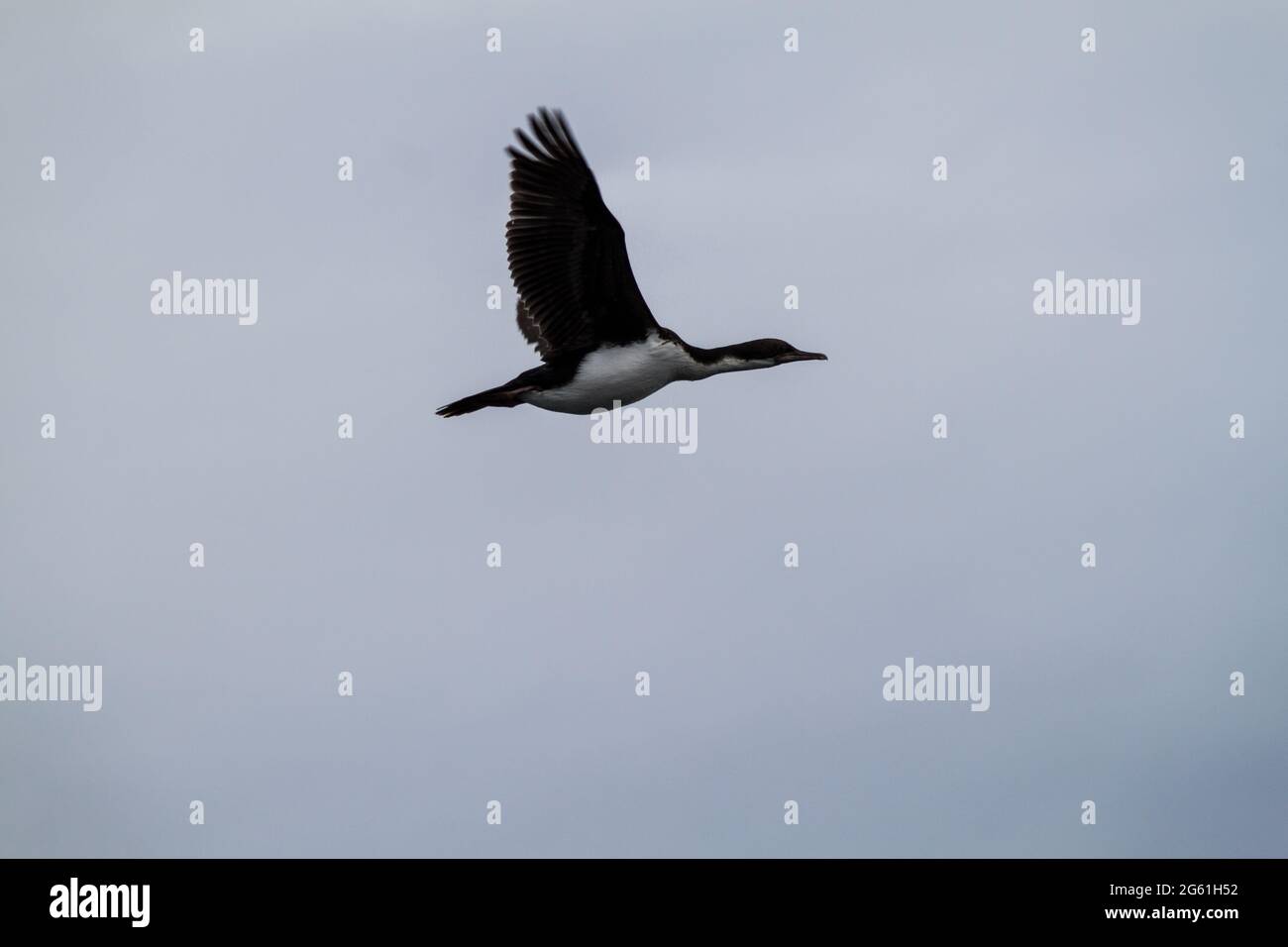Cormorant near Punta Arenas, Chile Stock Photo - Alamy