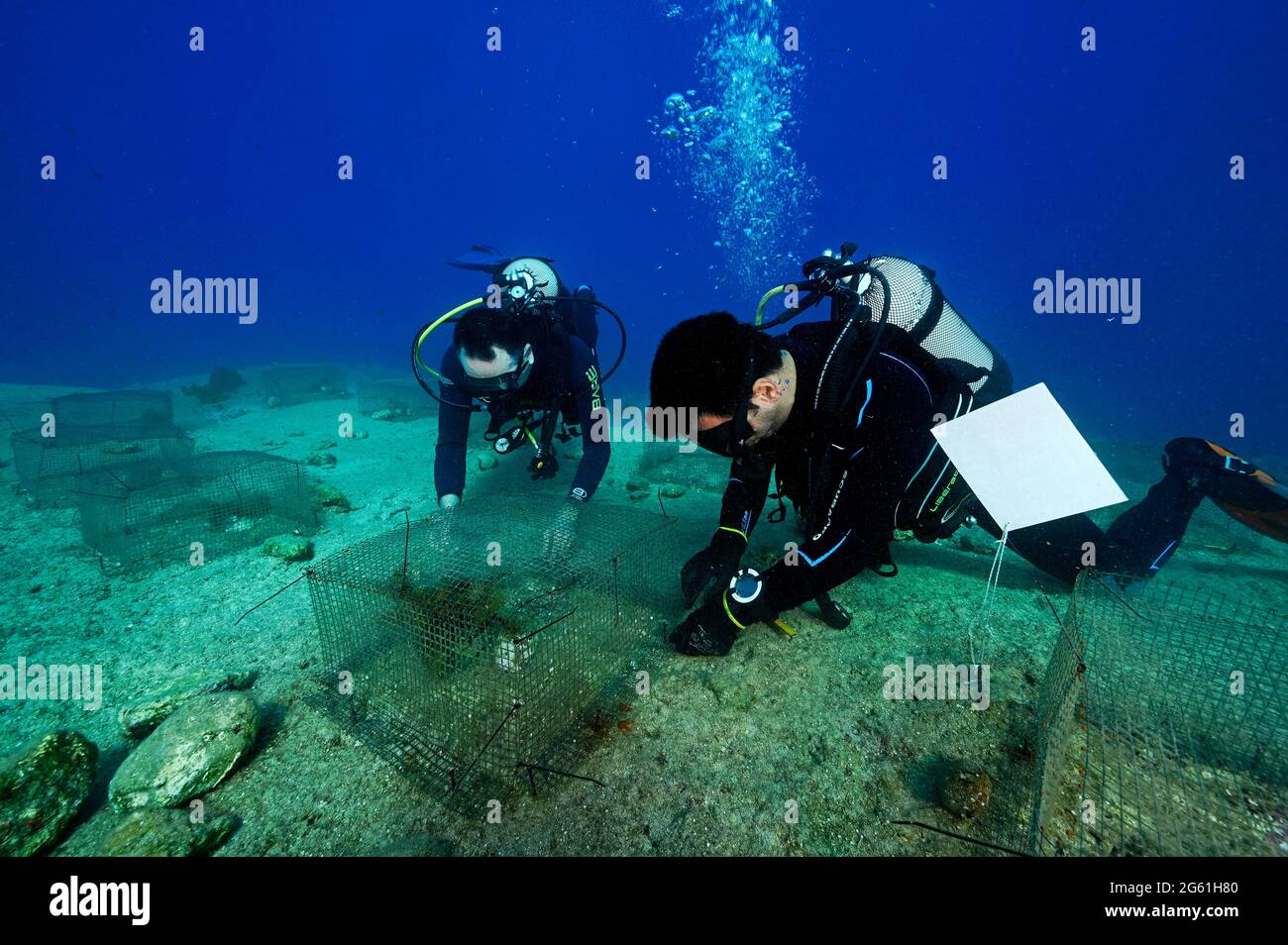 Biodiversity of species hi-res stock photography and images - Alamy